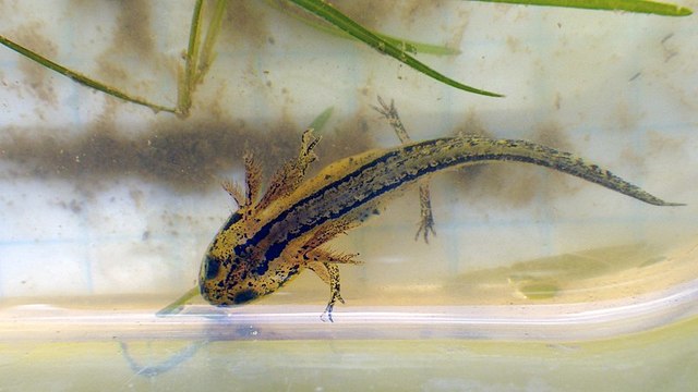 What Newts Do and Don't Eat : Ultimate Guide