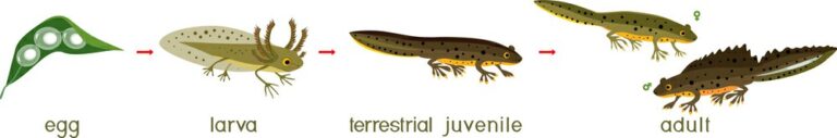 How Long Do Newts Live? (Average Lifespan 21 Newts