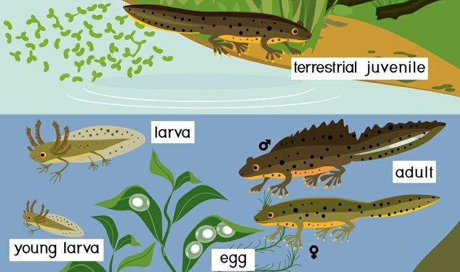 Do Newts Turn Into Frogs? (The Surprising Life Story