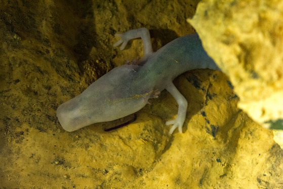 How Long Do Salamanders Live? (Lifespan of 29 Salamanders - Snake Informer