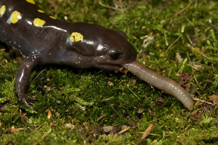 What Spotted Salamanders Do and Don’t Eat: Ultimate Guide - Snake Informer