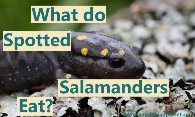 What Spotted Salamanders Do and Don’t Eat: Ultimate Guide - Snake Informer