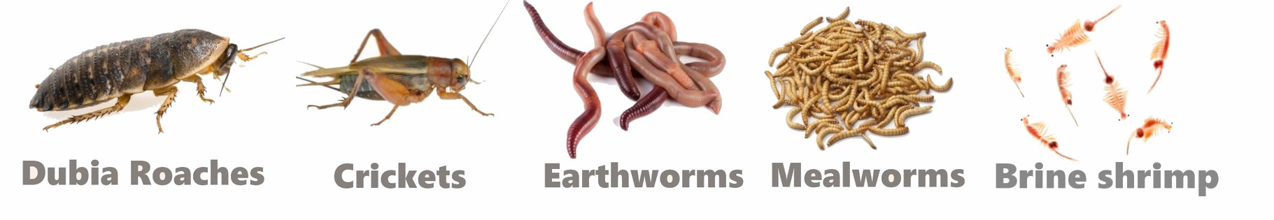 What Newts Do and Don't Eat : Ultimate Guide