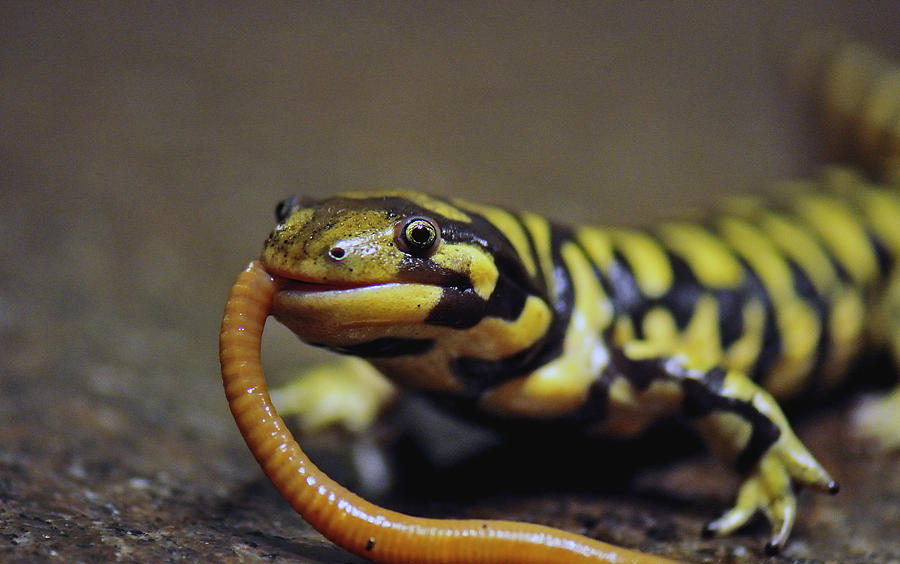 Do Salamanders Eat Worms? (Diet Explained)
