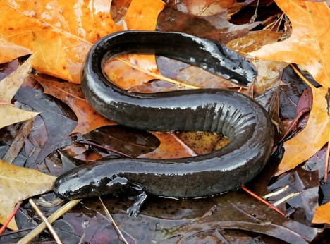 Do Salamanders Have Teeth? (Anatomy Explained)