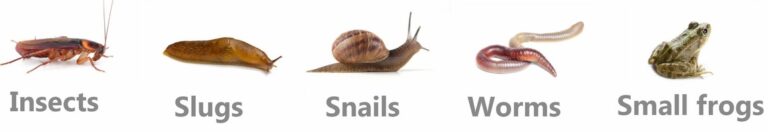 What Tiger Salamanders Do and Don't Eat : Ultimate Guide