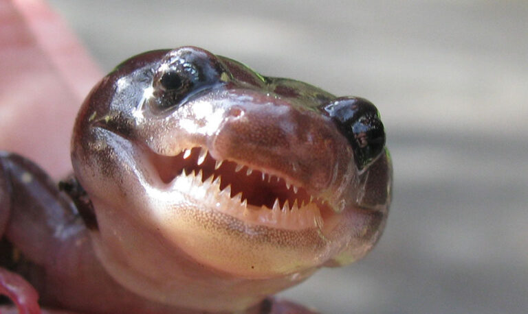 Do Salamanders Have Teeth? (Anatomy Explained)
