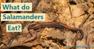 What Do Salamanders Eat? The Ultimate Guide