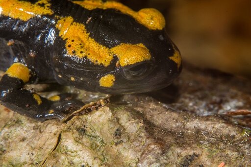 Are Fire Salamanders Poisonous? (Safety Facts Explained)
