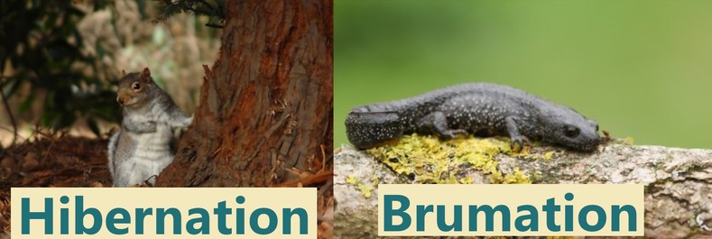 Do Newts Hibernate? (Winter Survival Explained)