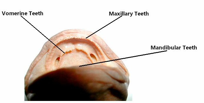 Do Salamanders Have Teeth? (Anatomy Explained)