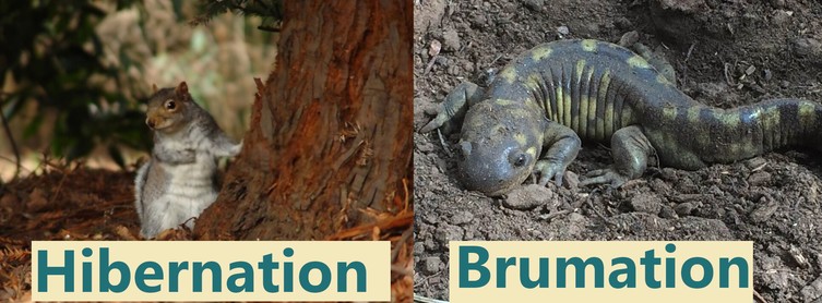 Do Salamanders Hibernate? [Wild and Captive Hibernation]