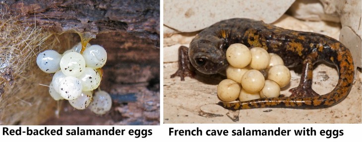 What Do Salamander Eggs Look Like? (+ Pictures