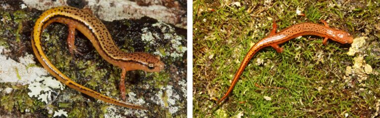 24 Interesting Salamander Species Found in Ohio (+ Pictures