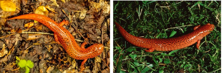 22 Interesting Types of Salamanders in Maryland (+ Pictures