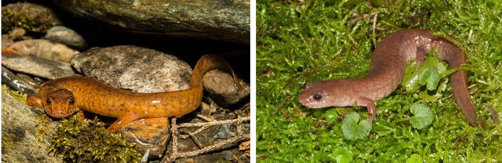24 Interesting Salamander Species Found in Ohio (+ Pictures