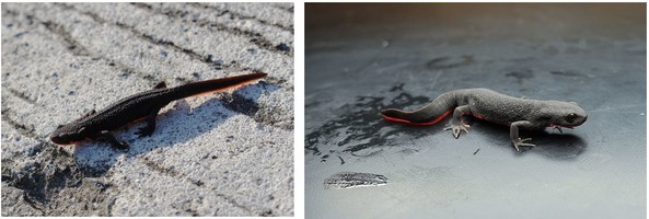 What Do Newts Look Like? Eggs, Larvae, Adults (Pictures
