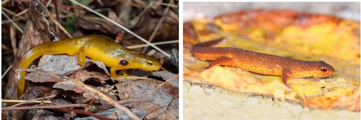 8 Interesting Types of Salamanders in Wisconsin (+ Pictures)