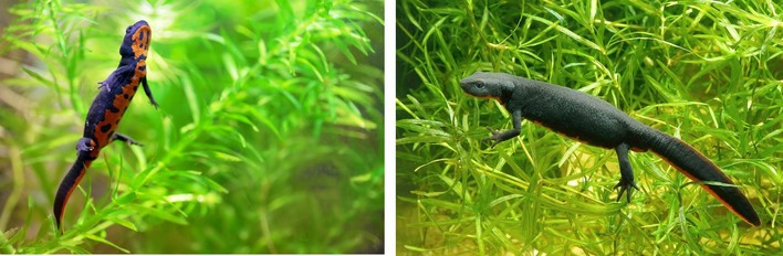 What Do Newts Look Like? Eggs, Larvae, Adults (Pictures