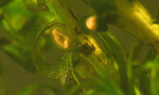 Are Newts Born in Water? (Their Life Cycle Explained)