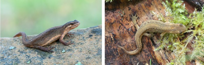 What Do Newts Look Like? Eggs, Larvae, Adults (Pictures