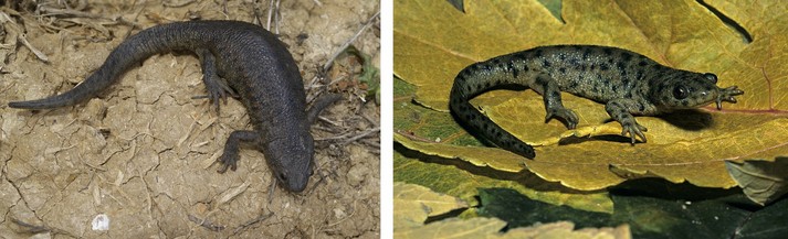 What Do Newts Look Like? Eggs, Larvae, Adults (Pictures