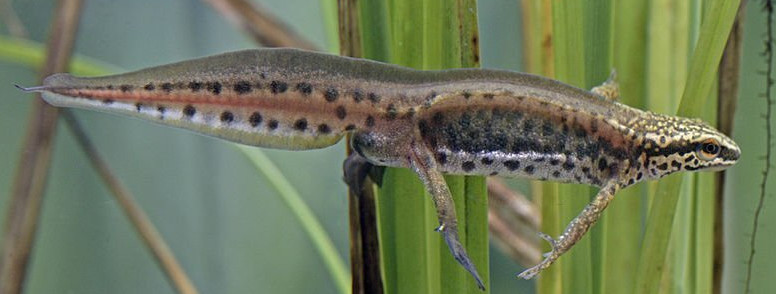 Are Newts Reptiles? (Differences Explained)