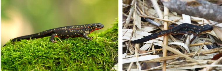What Do Newts Look Like? Eggs, Larvae, Adults (Pictures
