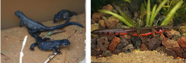 What Do Newts Look Like? Eggs, Larvae, Adults (Pictures