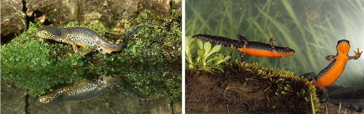 What Do Newts Look Like? Eggs, Larvae, Adults (Pictures