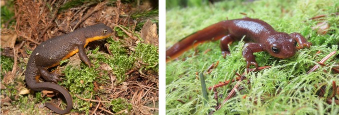 What Do Newts Look Like? Eggs, Larvae, Adults (Pictures