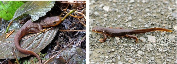 What Do Newts Look Like? Eggs, Larvae, Adults (Pictures