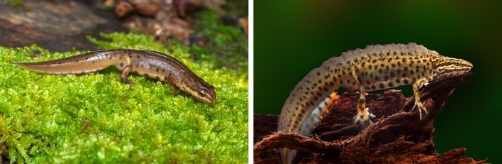 What Do Newts Look Like? Eggs, Larvae, Adults (Pictures