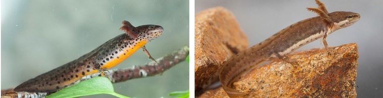 What Do Newts Look Like? Eggs, Larvae, Adults (Pictures