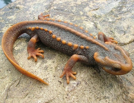 What Do Newts Look Like? Eggs, Larvae, Adults (Pictures
