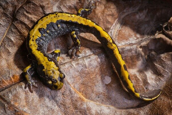 Do Salamanders Change Colors? (Explained) - Snake Informer