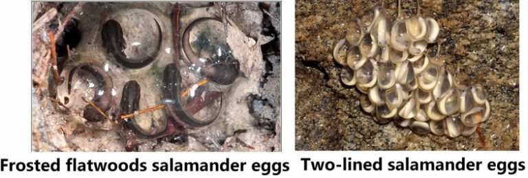 Everything You Need to Know About Salamander Eggs