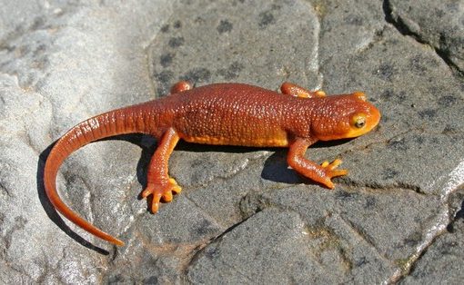 Where Are California Newts Found? (Their Habitat Explained)