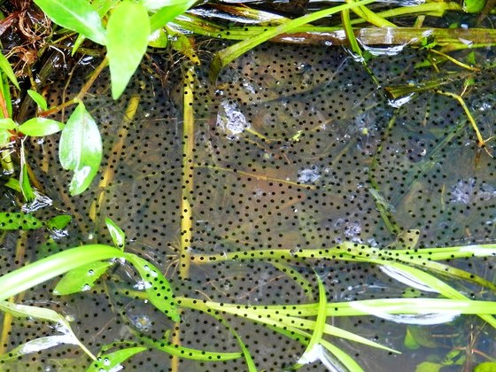What Do Frog Eggs Look Like? (ID Guide + 42 Helpful Pictures