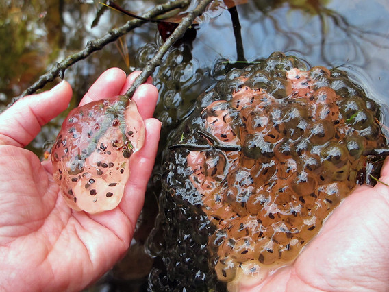 What Do Frog Eggs Look Like? (ID Guide + 42 Helpful Pictures