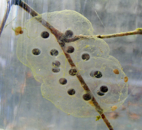 Salamander Eggs vs Frog Eggs vs Toad Eggs vs Newt Eggs