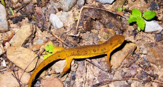 Are Eastern Red-Spotted Newts Poisonous to Humans or Pets?
