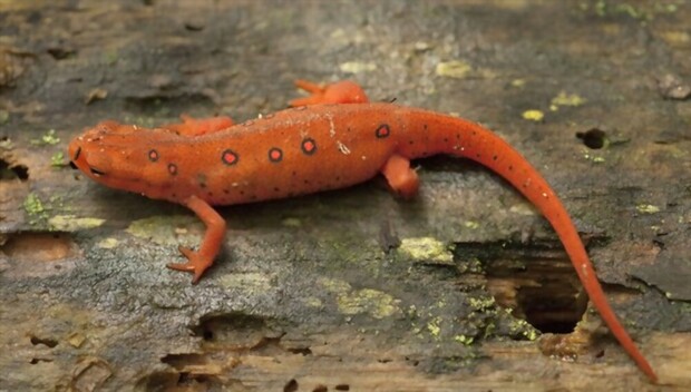 Are Eastern Red-Spotted Newts Poisonous to Humans or Pets?