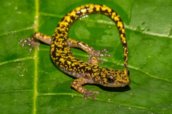 Do Salamanders Have Sticky Feet? (Movement Explained)