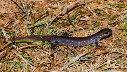 24 Interesting Salamander Species Found in Ohio (+ Pictures