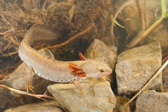 Do Newts Have Gills? (How They Breathe in Water Explained