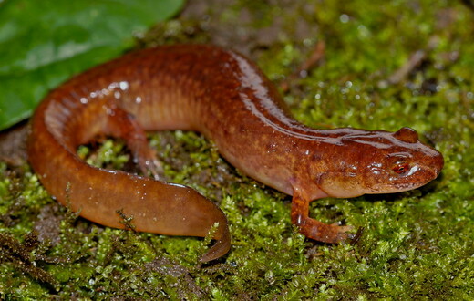 24 Interesting Salamander Species Found in Ohio (+ Pictures