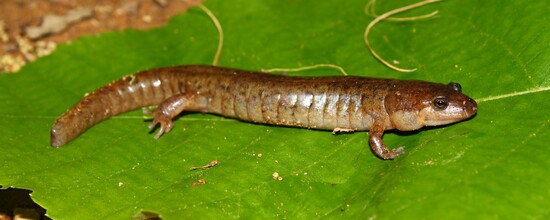 24 Interesting Salamander Species Found in Ohio (+ Pictures