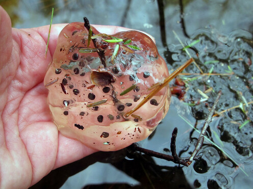 Everything You Need to Know About Salamander Eggs