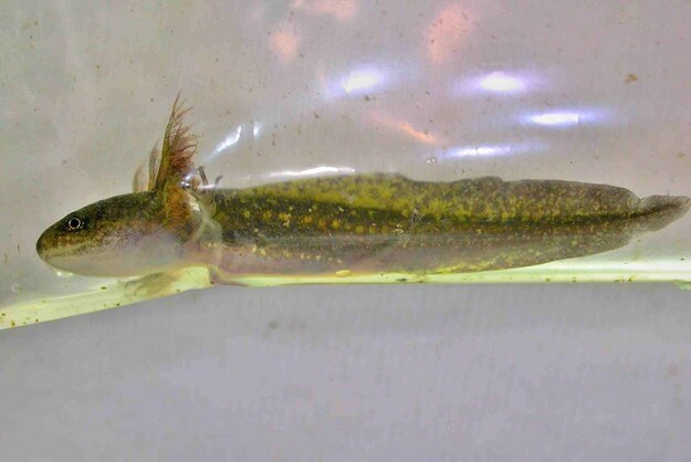 What Do Salamander Tadpoles Look Like? (Explained +Pictures